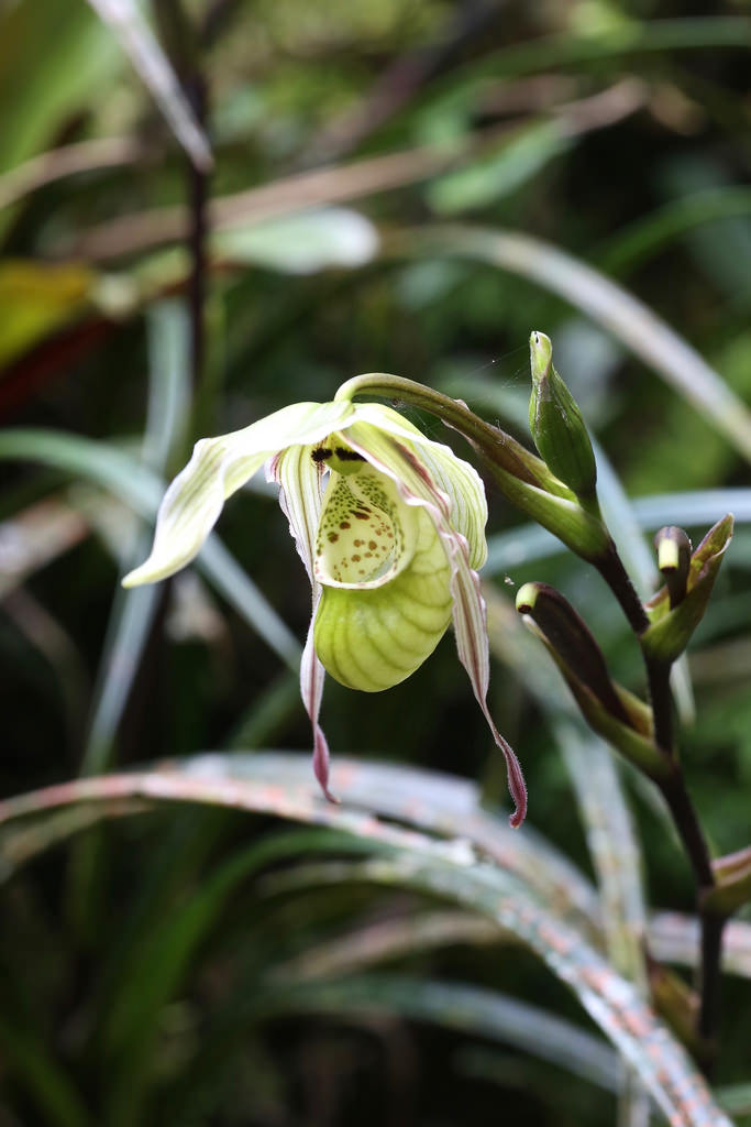 My Song Calls Me Home – Phragmipedium amazonica (syn. richteri ...