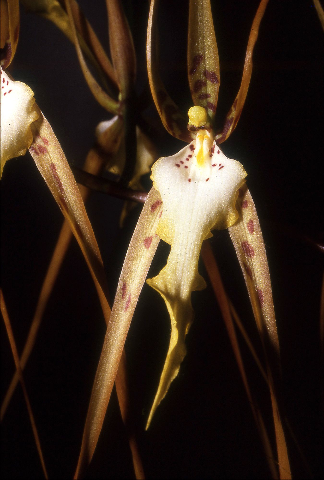 Defining Edges – Brassia arcuigera | Orchid Essences