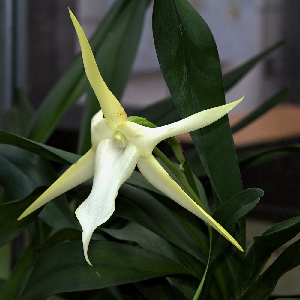 Reading Energy Fields – Angraecum sesquipedale | Orchid Essences