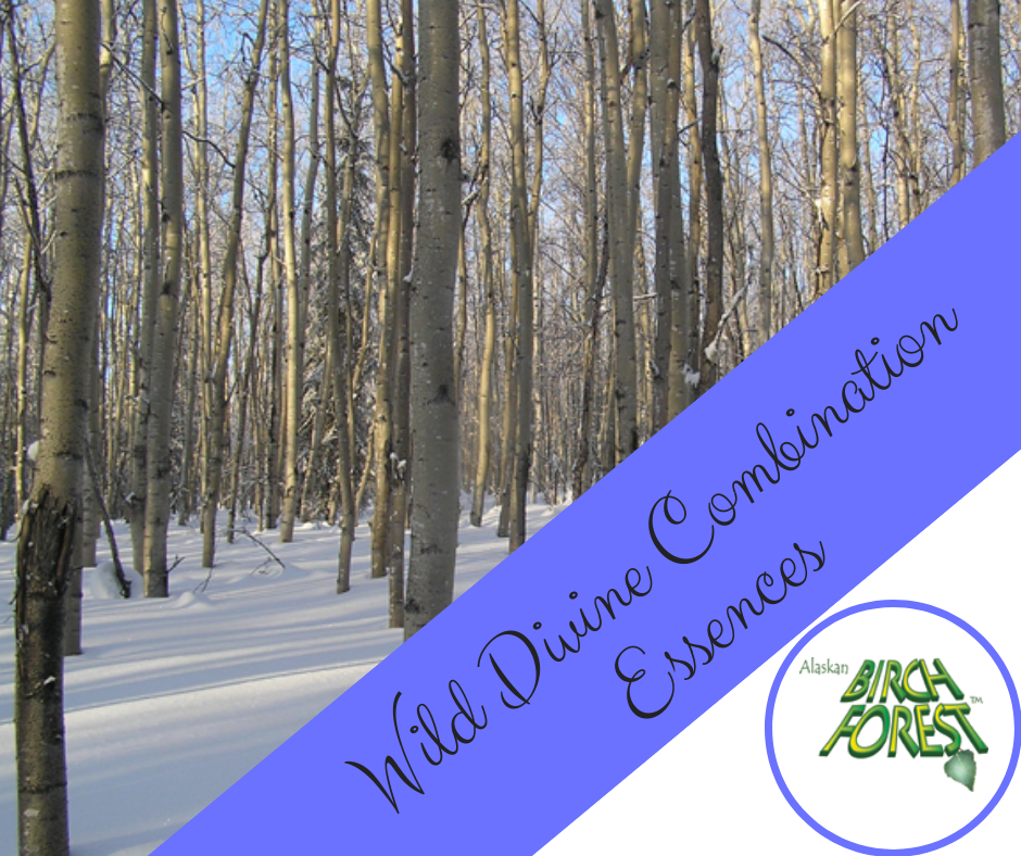 Alaskan Birch Forest | Orchid Essences